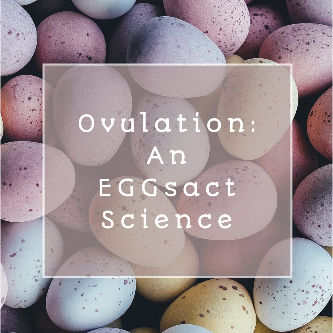 Ovulation: An EGGsact Science – The Patient Mom